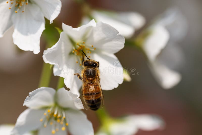 The bees forage for nectar stock image. Image of nectar - 65844281