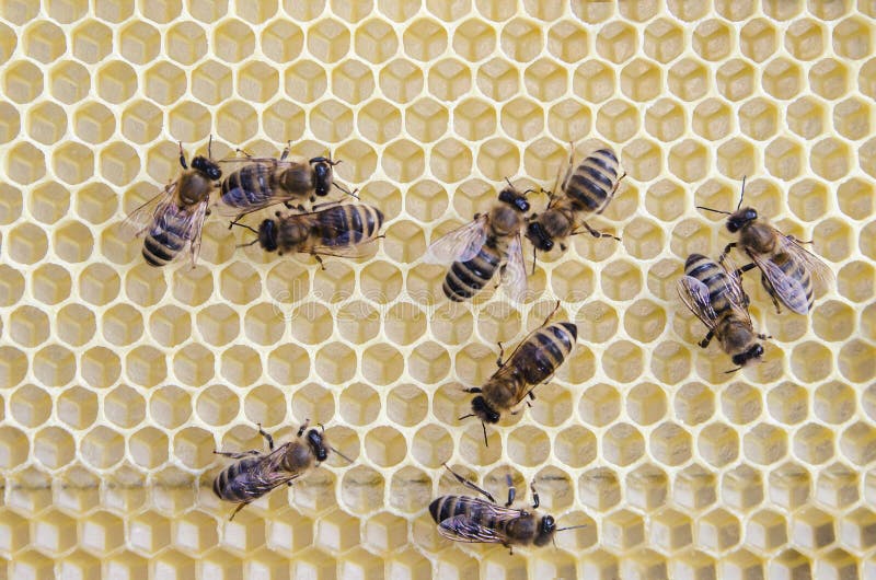 Bees on frame with honey stock photo. Image of eating - 96623214