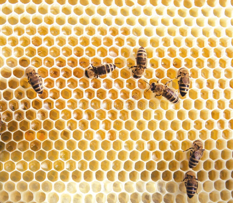 Bees on frame with honey stock photo. Image of health - 96623300