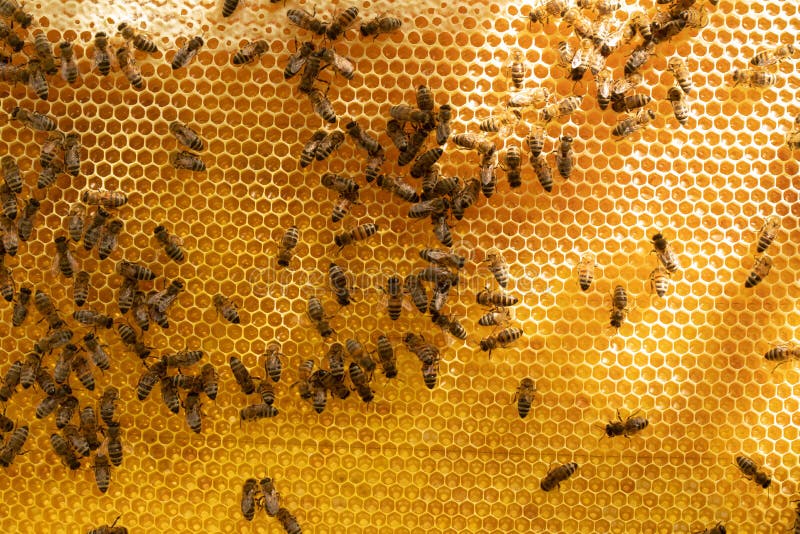 Bees on a Frame with Honeycombs. Frame with Honey and Worker Bee. Stock ...
