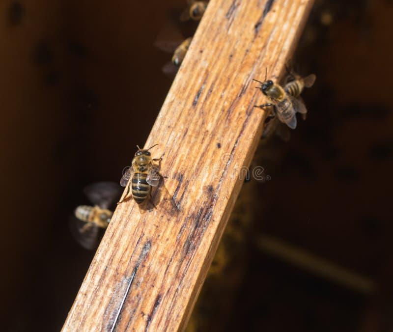 Bees on the frame stock photo. Image of nature, hive - 282885184