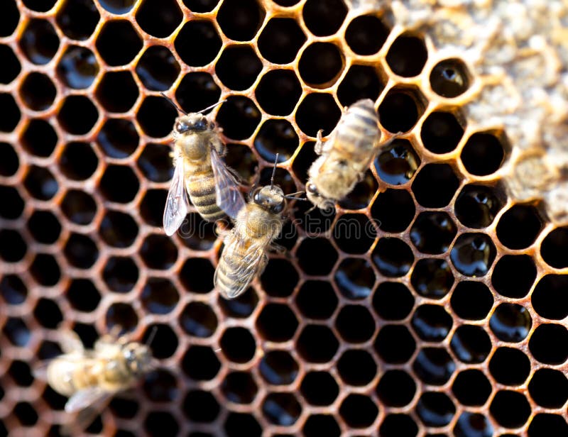 Bees on a Framework with Honey in the Apiary Stock Photo - Image of ...