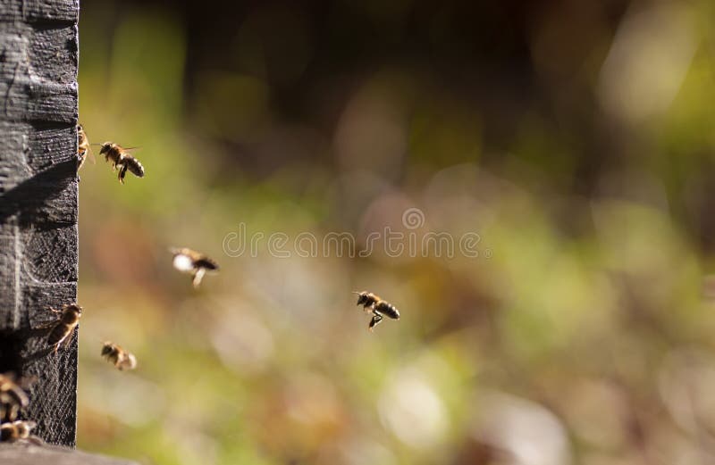 Bees in front of beehive stock image. Image of countryside - 35860351