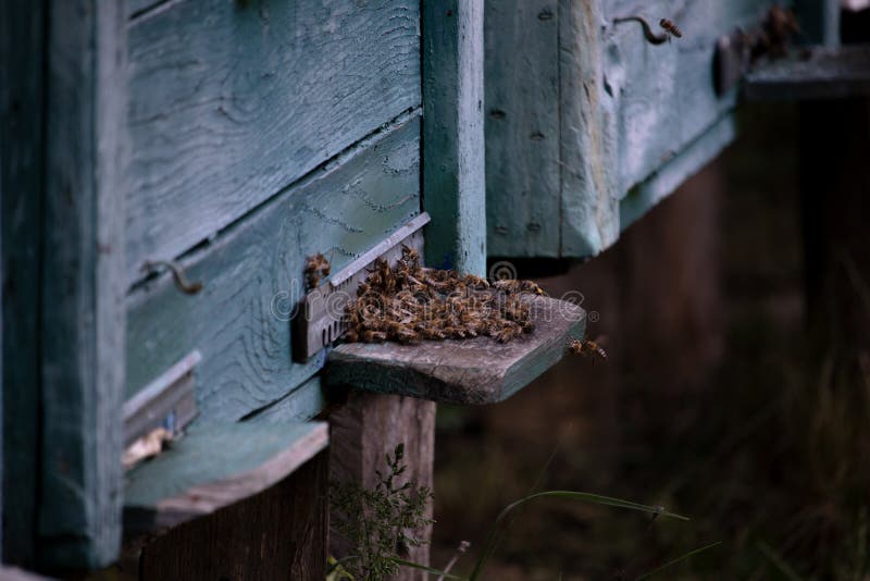 Bees in Front of the Entrance To the Hive Stock Photo - Image of ...