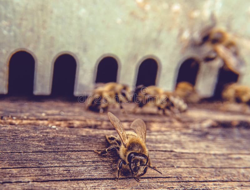 Bees in front of the hive stock image. Image of bees - 223904197