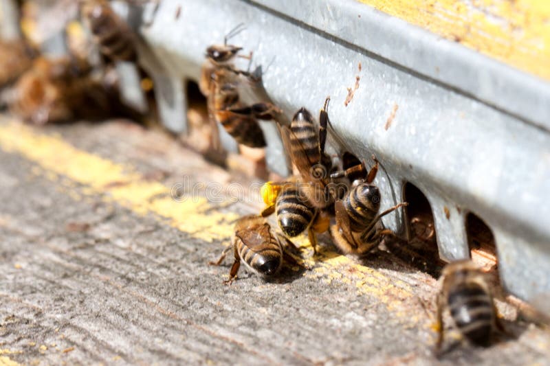 The Bees at Front Hive Entrance Close-up Stock Image - Image of fauna ...