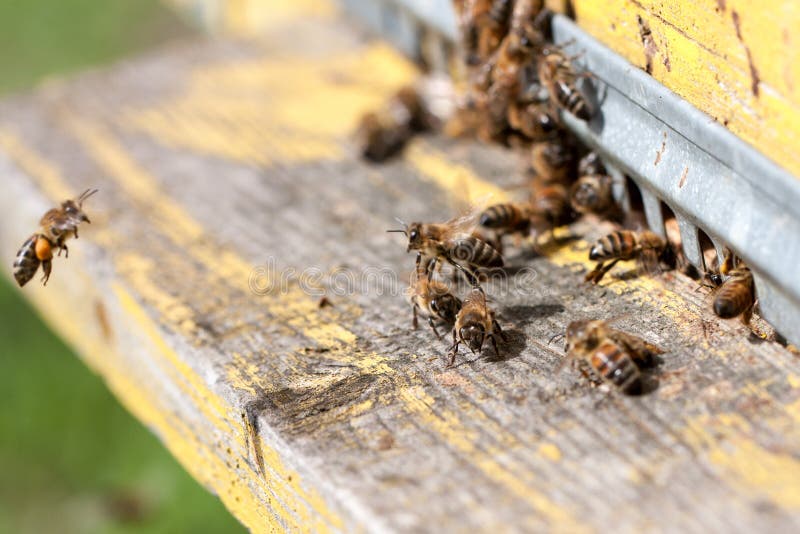 The Bees at Front Hive Entrance Close-up Stock Photo - Image of ...