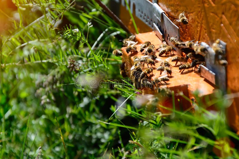 The Bees at Front Hive Entrance Close-up. Apiculture. Stock Photo ...