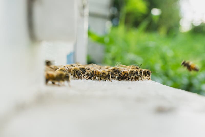The Bees at Front Hive Entrance Stock Photo - Image of bees, close ...