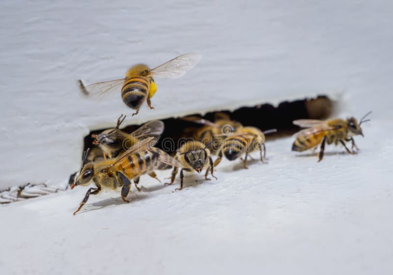 Bees stock photo. Image of entrance, natural, macro, beeswax - 82215222