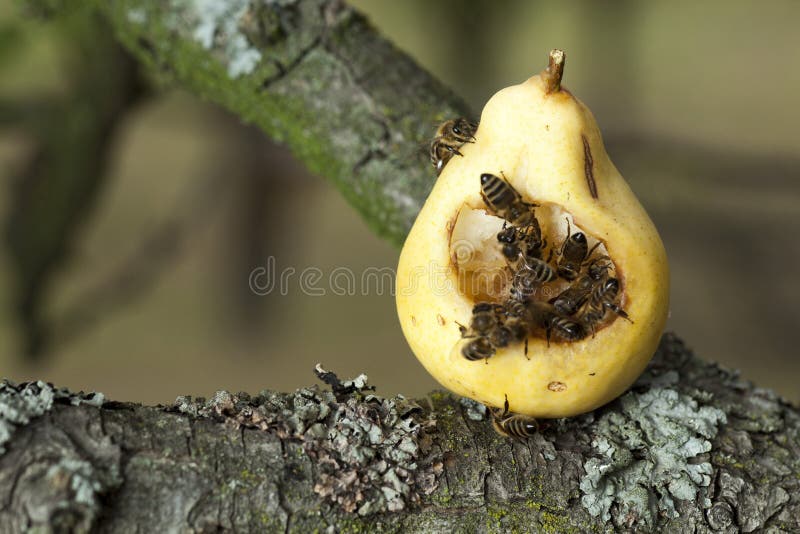 Bees on fruit stock image. Image of striped, wildlife - 27144335