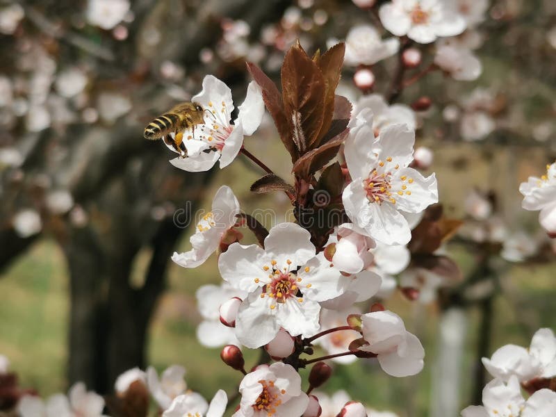 Bees Gather Honey and Purple Leaf Plum in Spring Stock Image - Image of ...