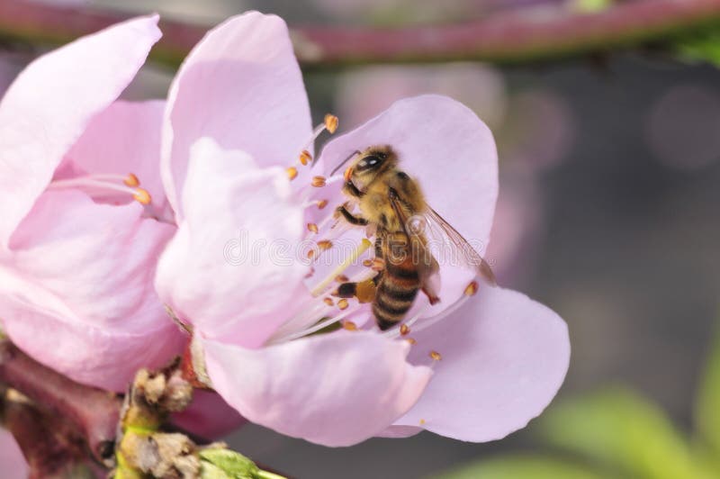 Bees gather nectar stock photo. Image of flies, animals - 307100164