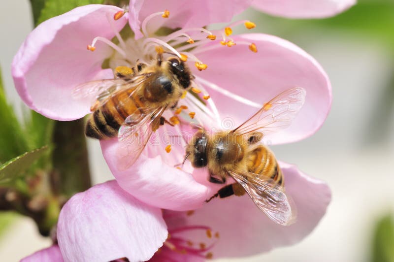 Bees gather nectar stock image. Image of drop, bees - 307100201