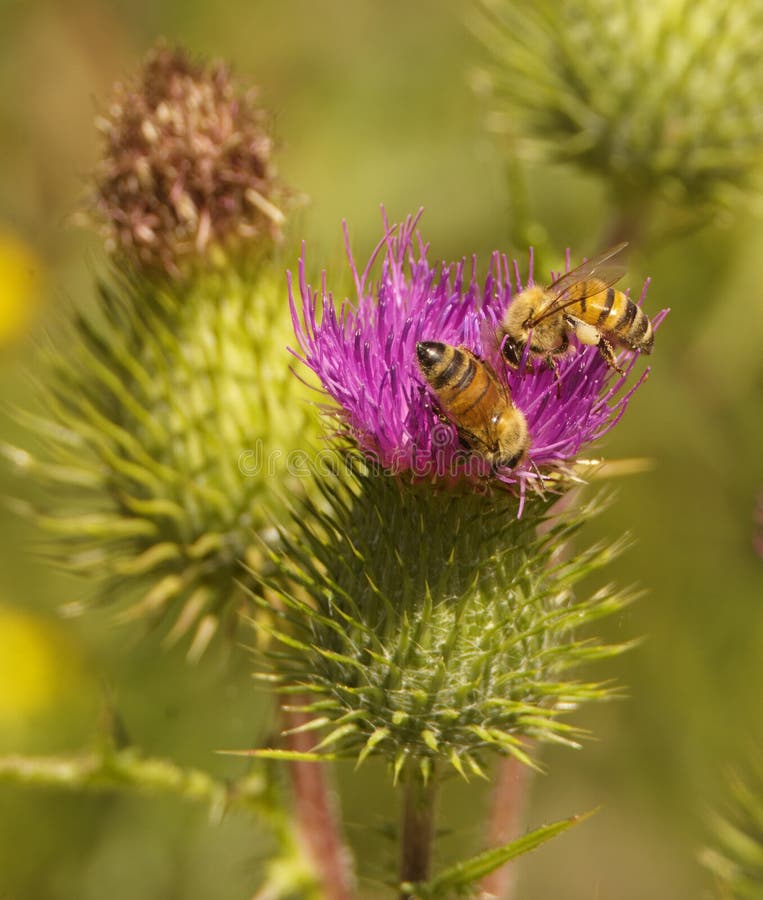 Searching for the nectar stock photo. Image of nature - 292706858