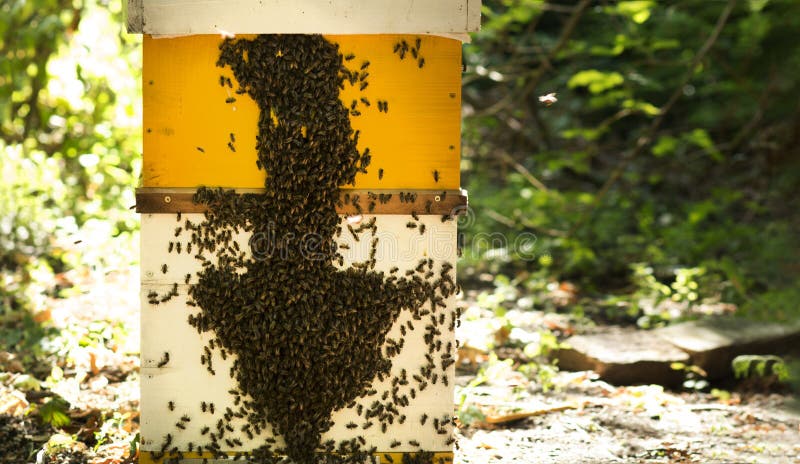 Bees Gathered on Hive in the Shape of an Arrow Showing the Direction ...