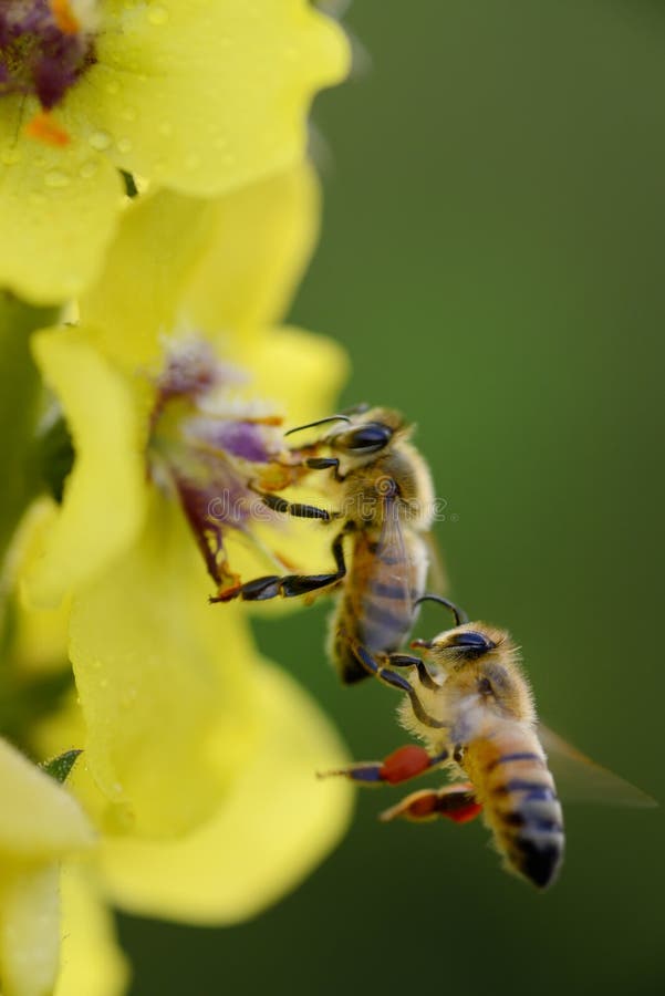 Bees gathering pollen stock photo. Image of yellow, garden - 72173734