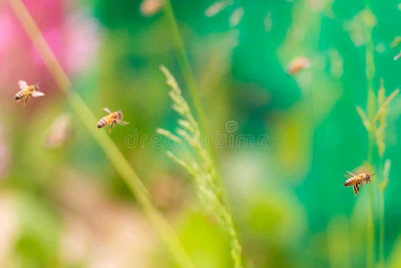 Bees in the grass stock photo. Image of bees, worker - 155250706