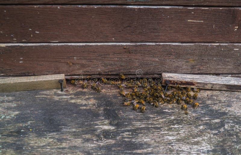 Bees in Gray Hives on a Sunny Day in the Garden Stock Photo - Image of ...