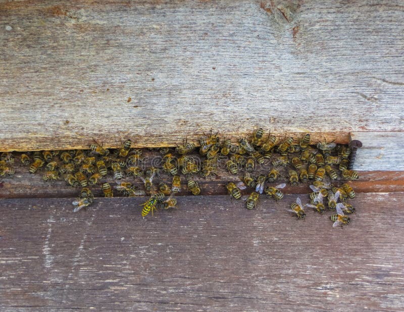 Bees in Gray Hives on a Sunny Day in the Garden Stock Photo - Image of ...