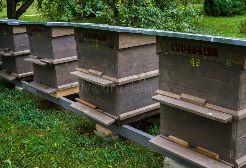 Bees in Gray Hives on a Sunny Day in the Garden Stock Image - Image of ...