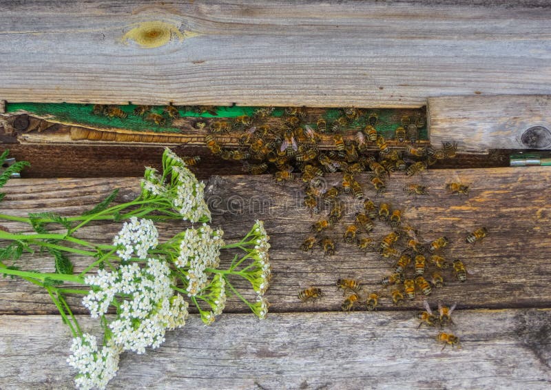 Bees in Gray Hives on a Sunny Day in the Garden Stock Image - Image of ...