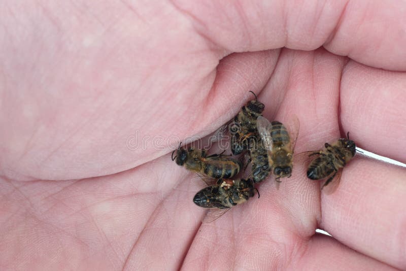 Bees in Hand stock image. Image of macro, human, bees - 113575107