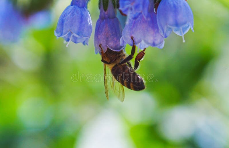 The Bees are Hanging on the Flower Stock Image - Image of hanging ...