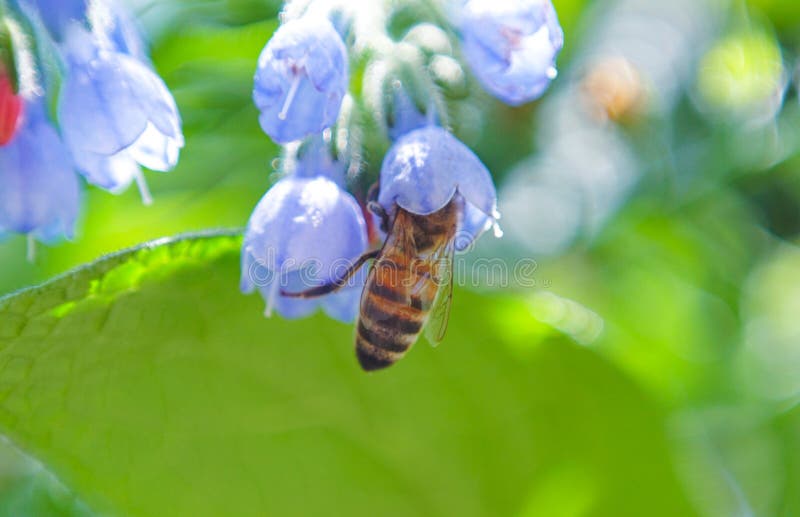The Bees are Hanging on the Flower Stock Photo - Image of outdoor ...