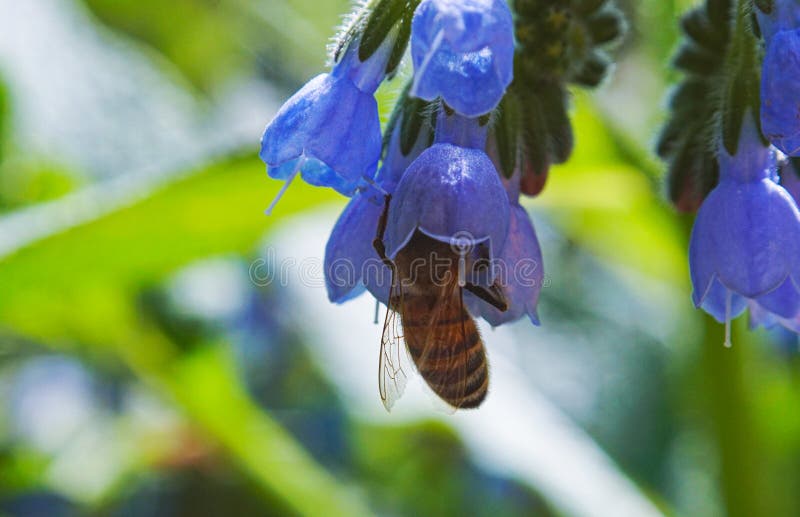 The Bees are Hanging on the Flower Stock Photo - Image of hanging ...
