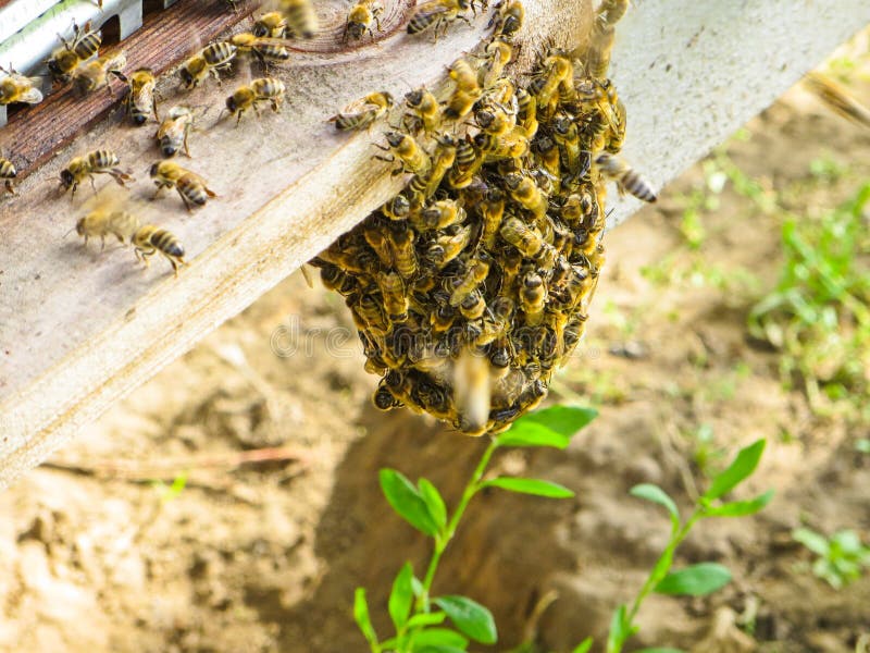Bees Hanging from Hive in Hot Weather Stock Image - Image of hang ...
