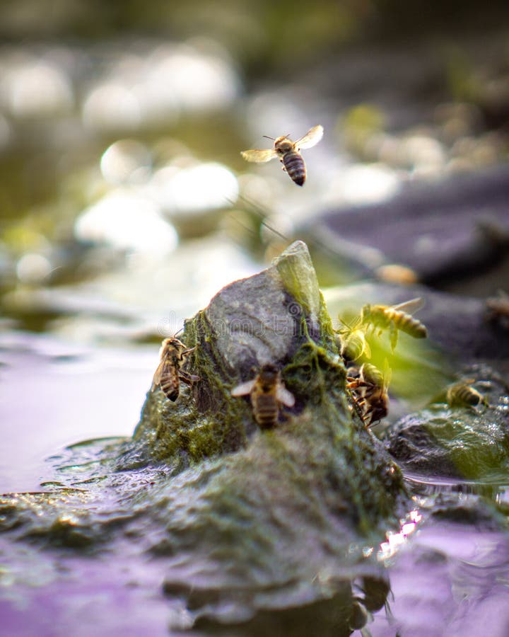 Bees having dinner stock photo. Image of dinner, water - 141812090