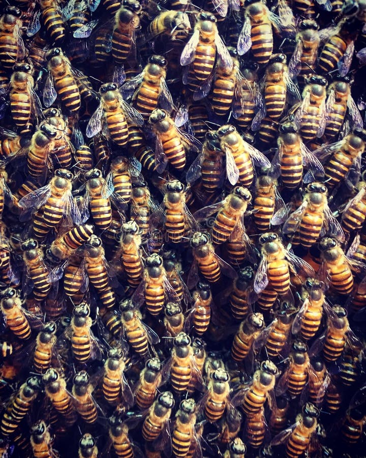 Bees having fun stock photo. Image of roots, natural - 109124304