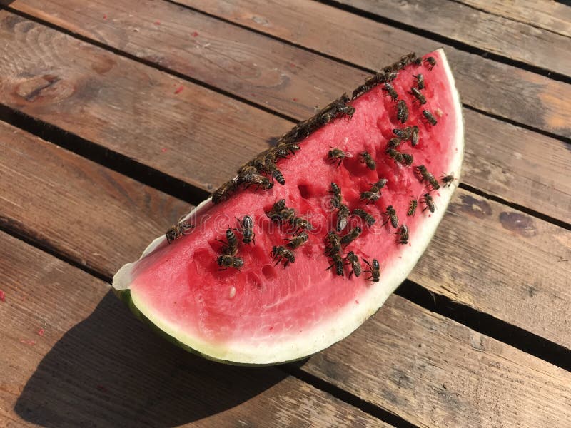 Bees on watermelon stock photo. Image of bees, sugar - 123365958