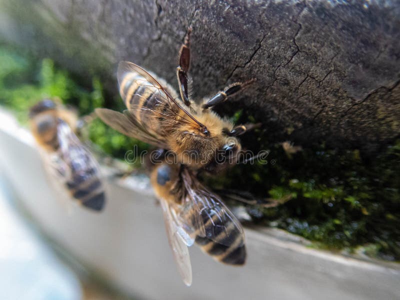 Bees having a pause stock photo. Image of pause, proximity - 206090120