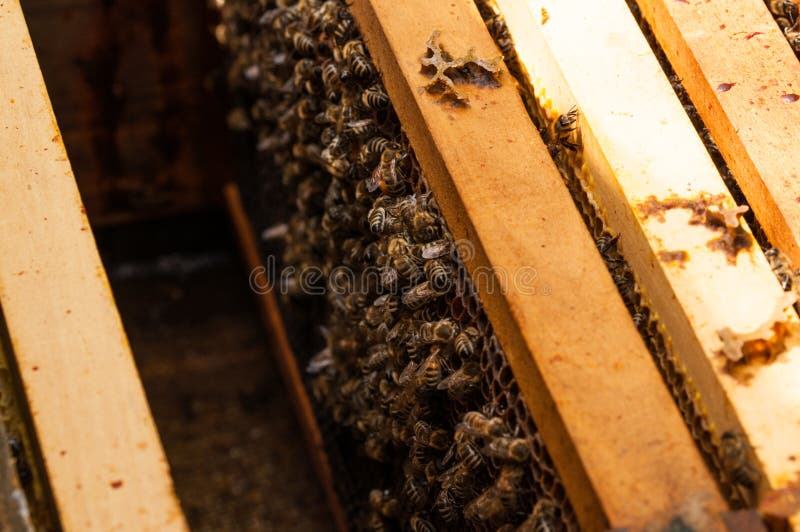 Bees in Hive.Apiary.Macro.Insect Stock Image - Image of natural, pollen ...