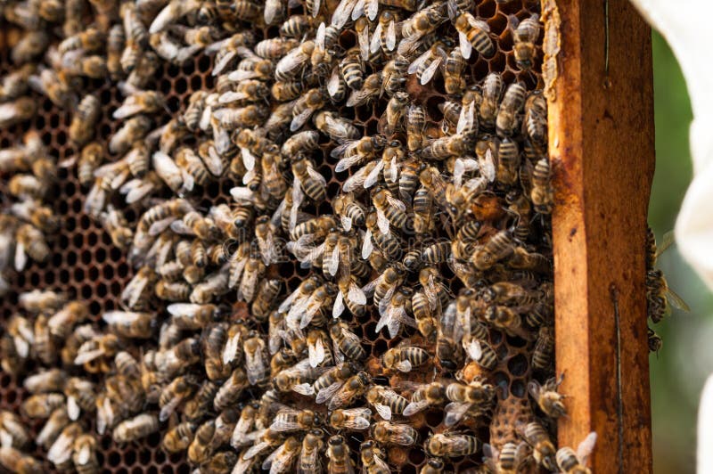 Bees in Hive.Apiary.Macro.Insect Stock Image - Image of sweet ...