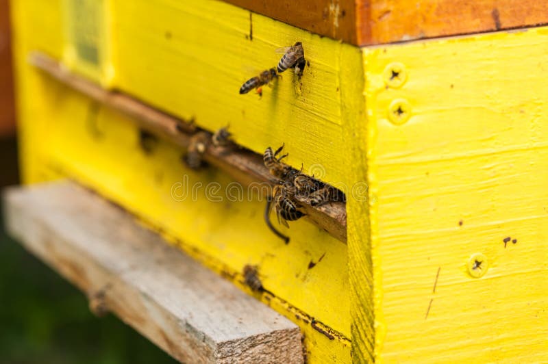 Bees in Hive.Apiary.Macro.Insect Stock Image - Image of beekeeping ...