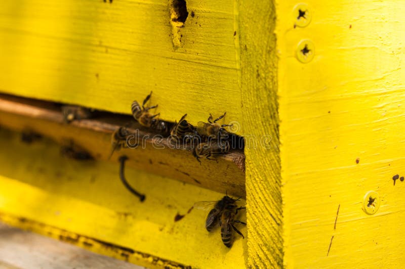 Bees in Hive.Apiary.Macro.Insect Stock Photo - Image of farm, insect ...