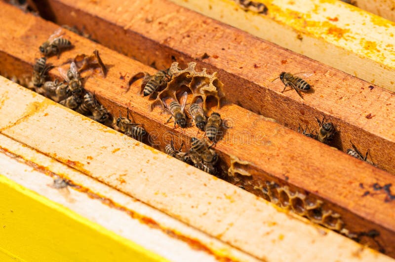 Bees in Hive.Apiary.Macro.Insect Stock Photo - Image of apiary, comb ...