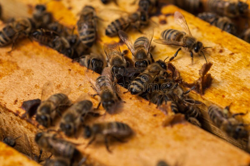 Bees in Hive.Apiary.Macro.Insect Stock Photo - Image of swarm, honeybee ...