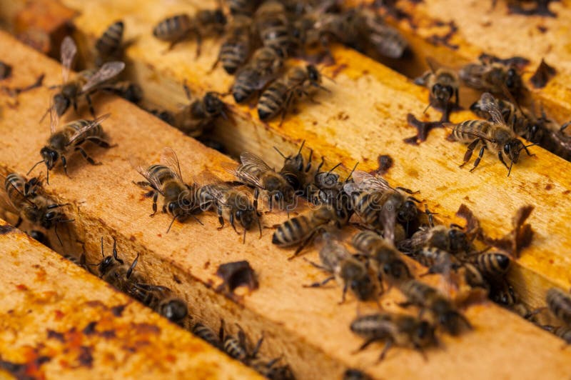 Bees in Hive.Apiary.Macro.Insect Stock Image - Image of pollination ...