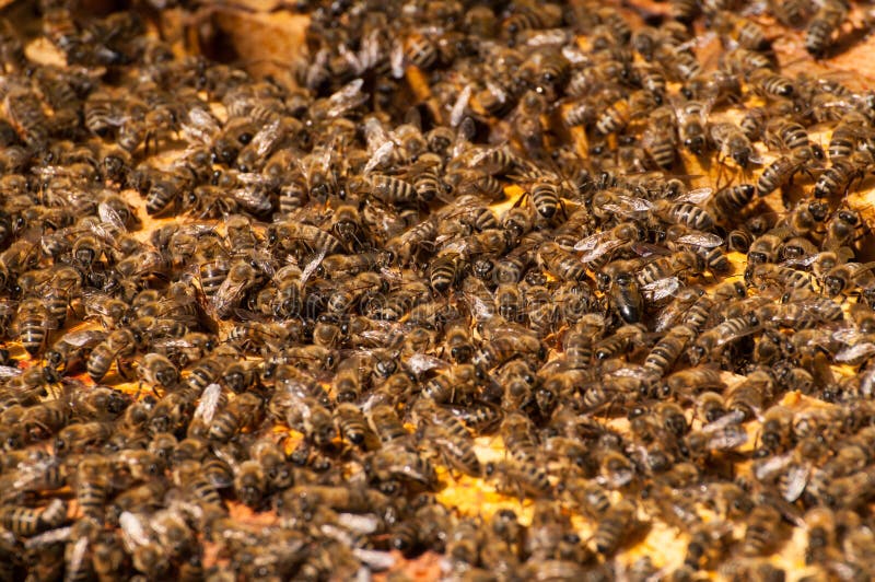 Bees in Hive.Apiary.Macro.Insect Stock Image - Image of sweet, pollen ...