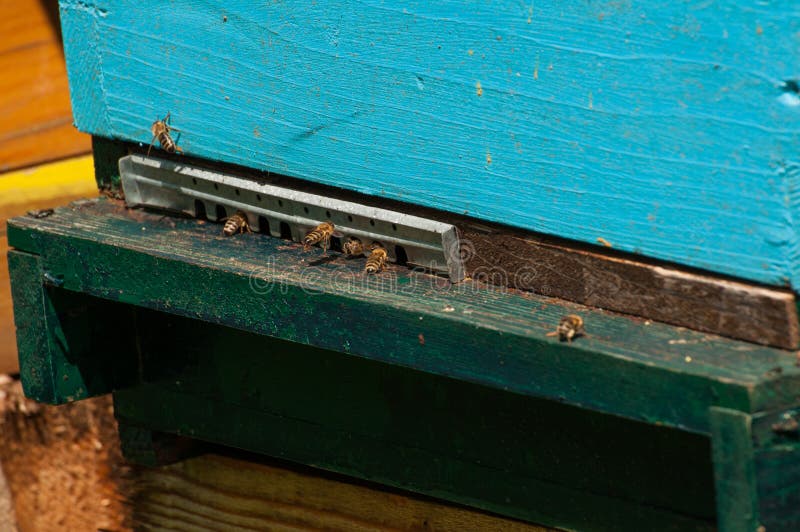 Bees in Hive.Apiary.Macro.Insect Stock Image - Image of pollen ...