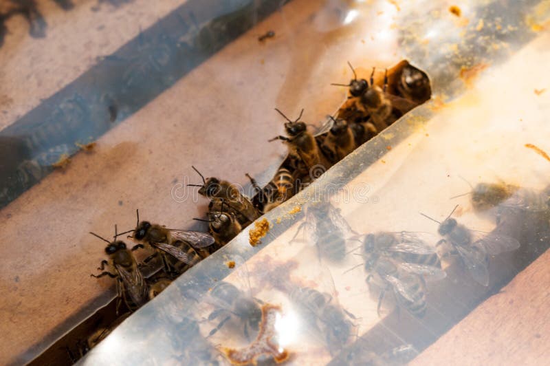 Hobby Hiveapiarymacroinsect Stock Photos - Free & Royalty-Free Stock ...