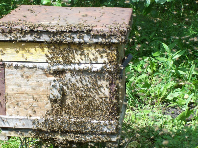 Bees on the Hive, Attack Bees Stock Photo - Image of attack, avenue ...