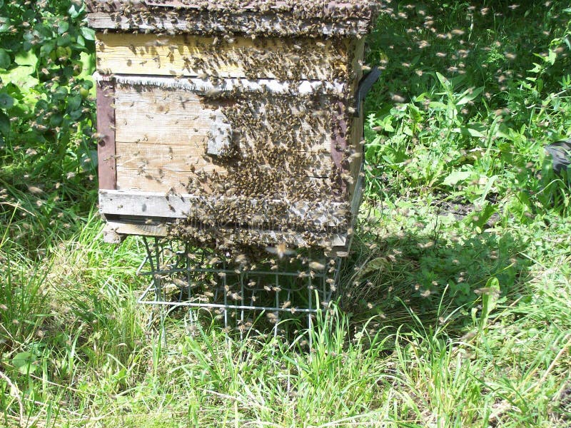 Bees on the Hive, Attack Bees Stock Image - Image of cars, bees: 165360373