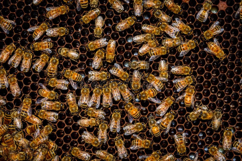 Bees in the hive stock image. Image of flying, details - 193415975