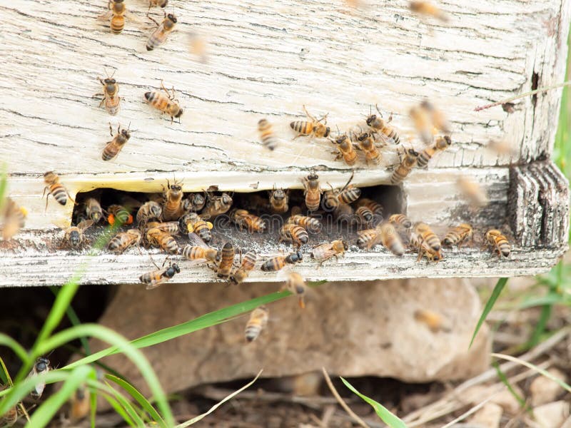 Bees at hive entrance. stock image. Image of animals - 40073051