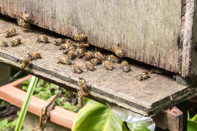 Bees in a hive flying stock image. Image of animals, apiculture - 95134721